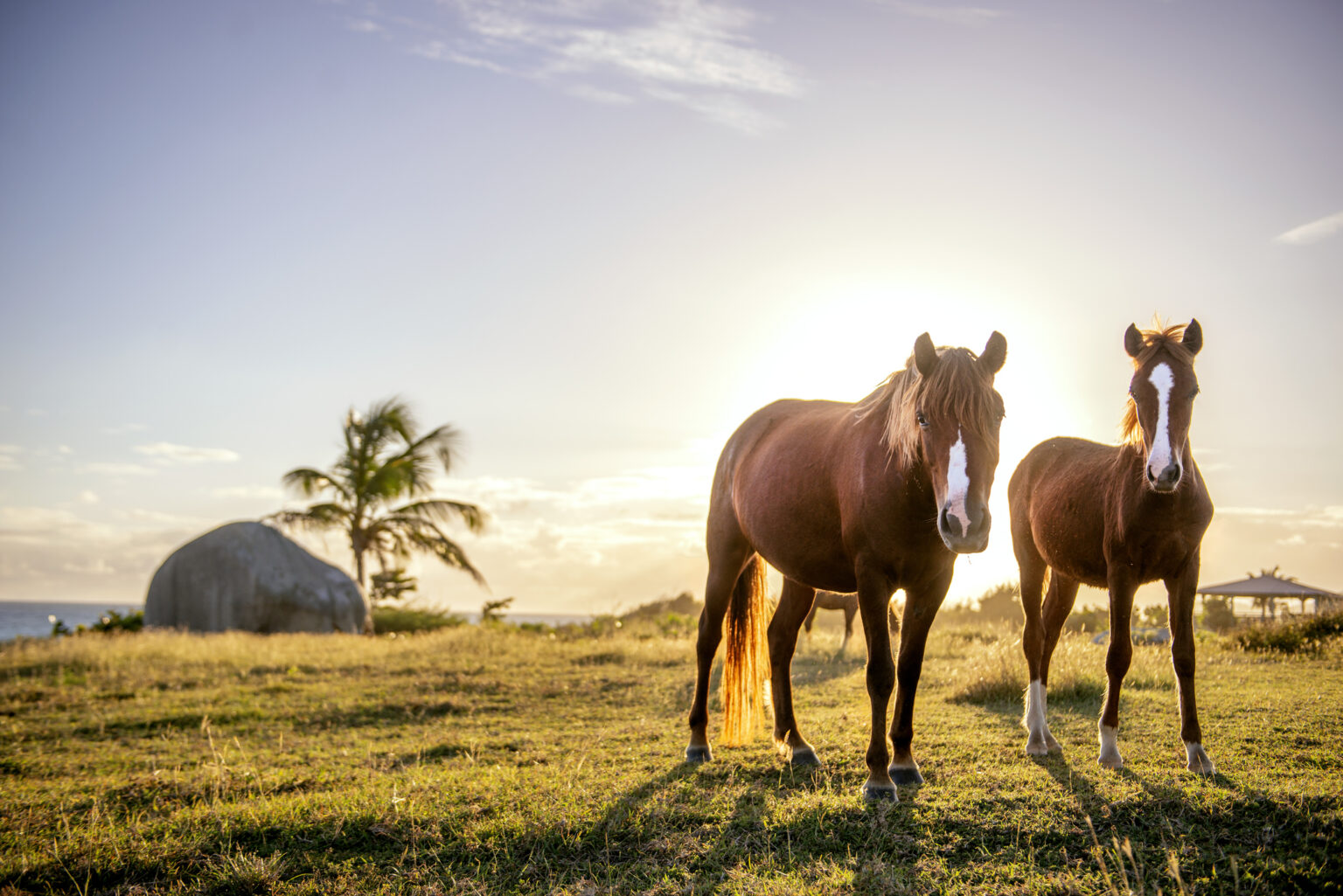 Horseback Riding in Puerto Rico | Platea