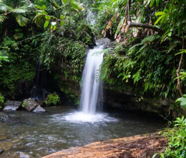 Tu guía completa para visitar El Yunque - Platea