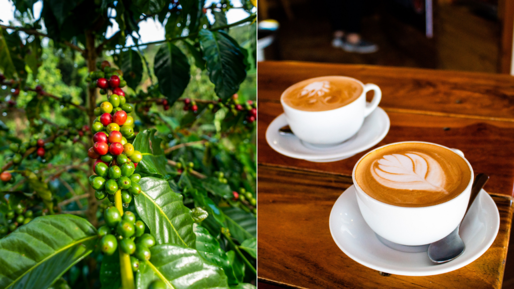 Arranca el Festival del Café en Yauco - PlateaPR