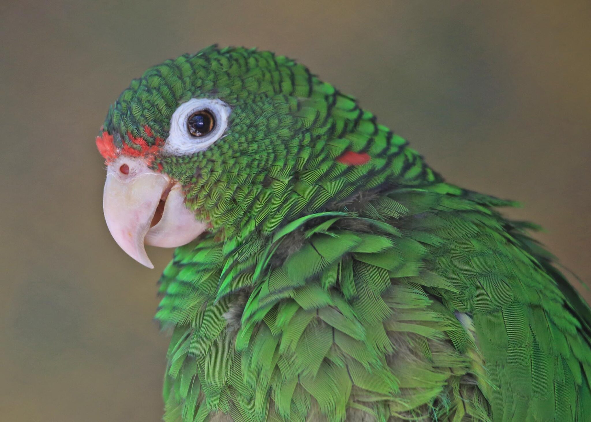 Más cotorras puertorriqueñas vuelan libres en Maricao - PlateaPR