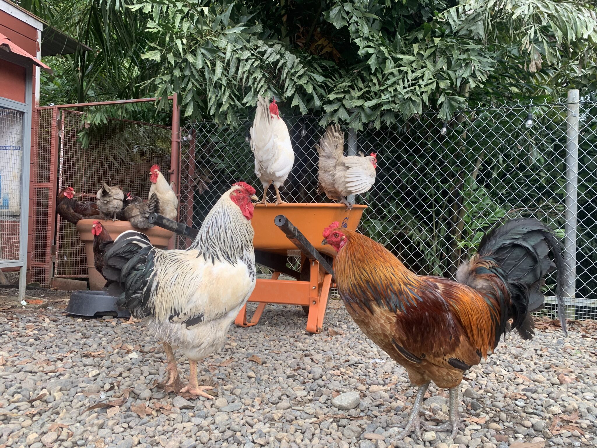 Cómo criar gallinas ponedoras en casa, una práctica sustentable con beneficios ecológicos - PlateaPR
