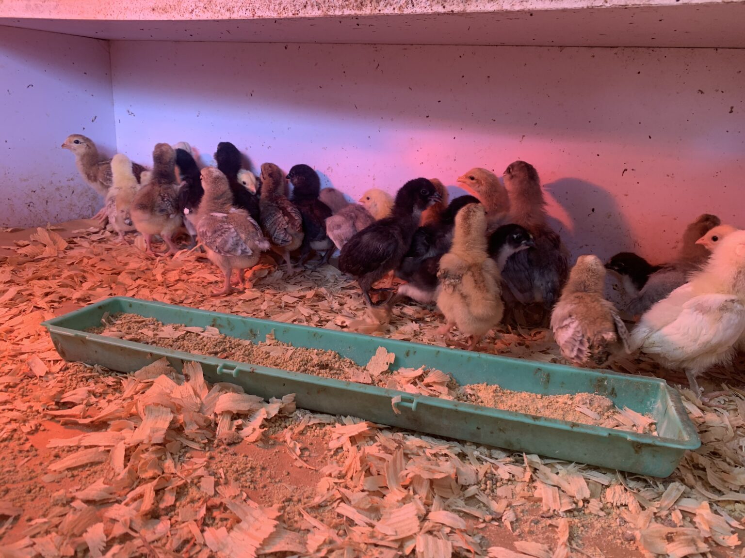 Cómo criar gallinas ponedoras en casa, una práctica sustentable con beneficios ecológicos - PlateaPR