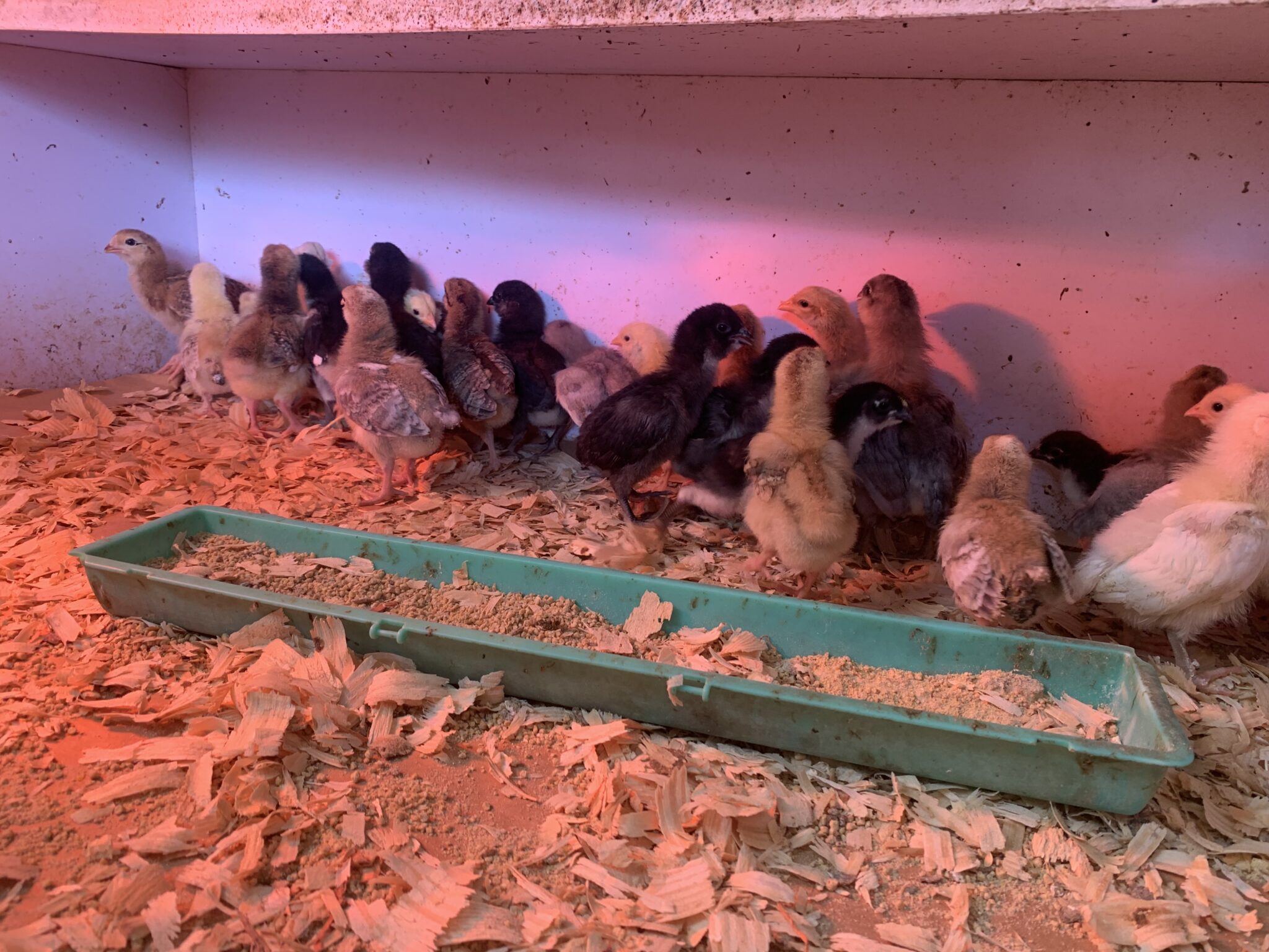 Cómo criar gallinas ponedoras en casa, una práctica sustentable con beneficios ecológicos - PlateaPR