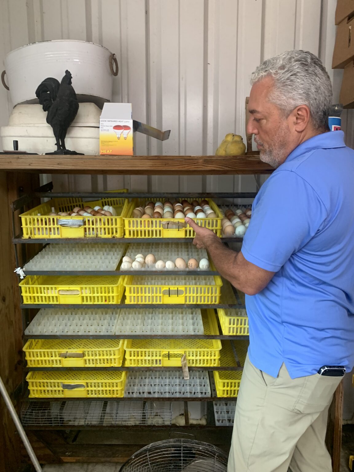 Cómo criar gallinas ponedoras en casa, una práctica sustentable con beneficios ecológicos - PlateaPR