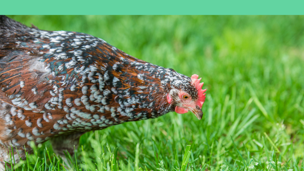 Cómo criar gallinas ponedoras en casa, una práctica sustentable con beneficios ecológicos - PlateaPR