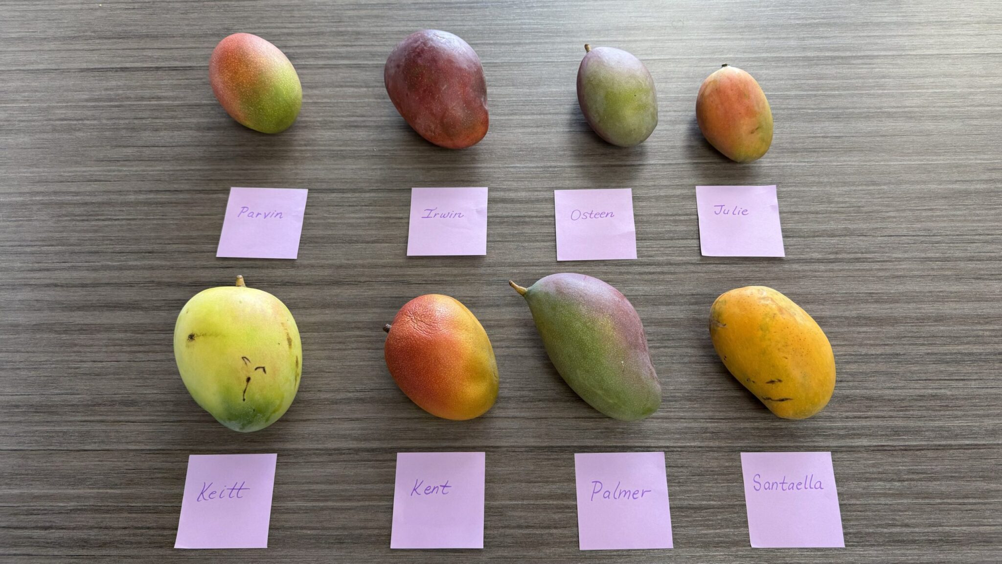 El mangó: 87 variedades del fruto más exportado de Puerto Rico - PlateaPR