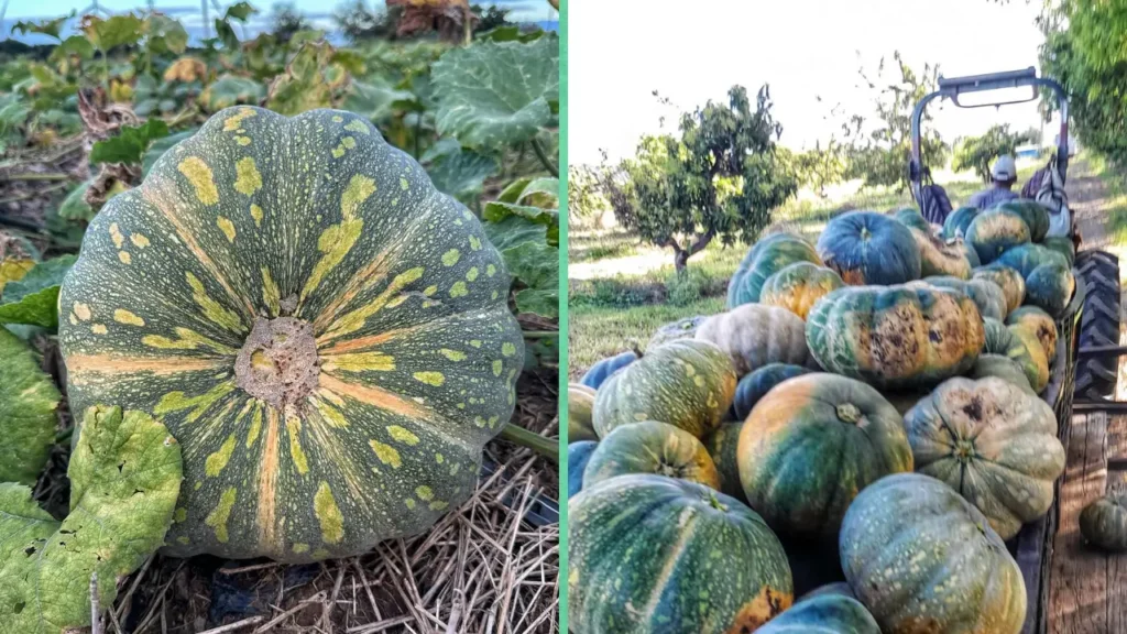 Calabazas boricuas: cultivo, exportación y oportunidades - PlateaPR